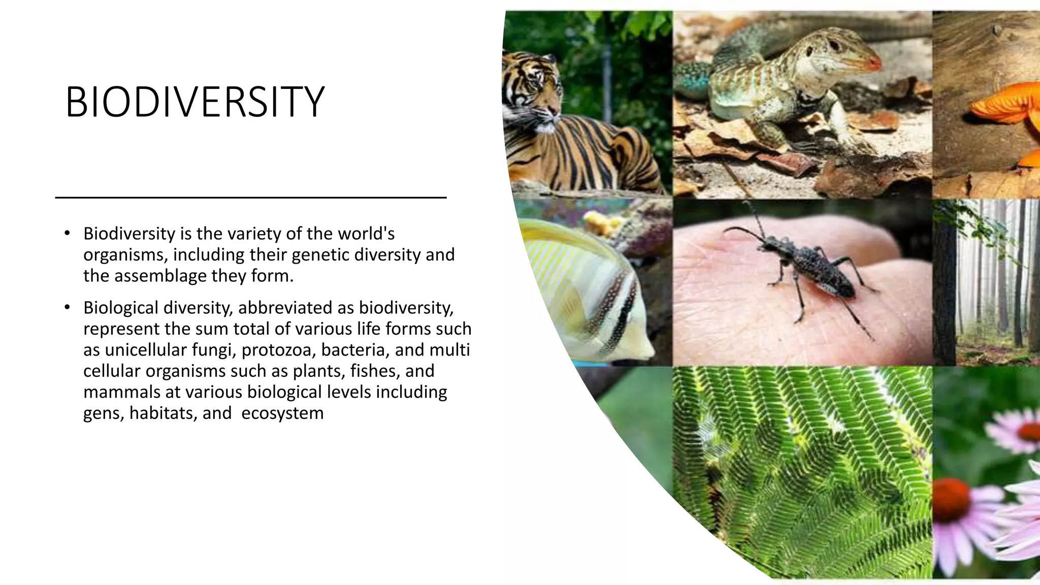 Biodiversity | PPTX