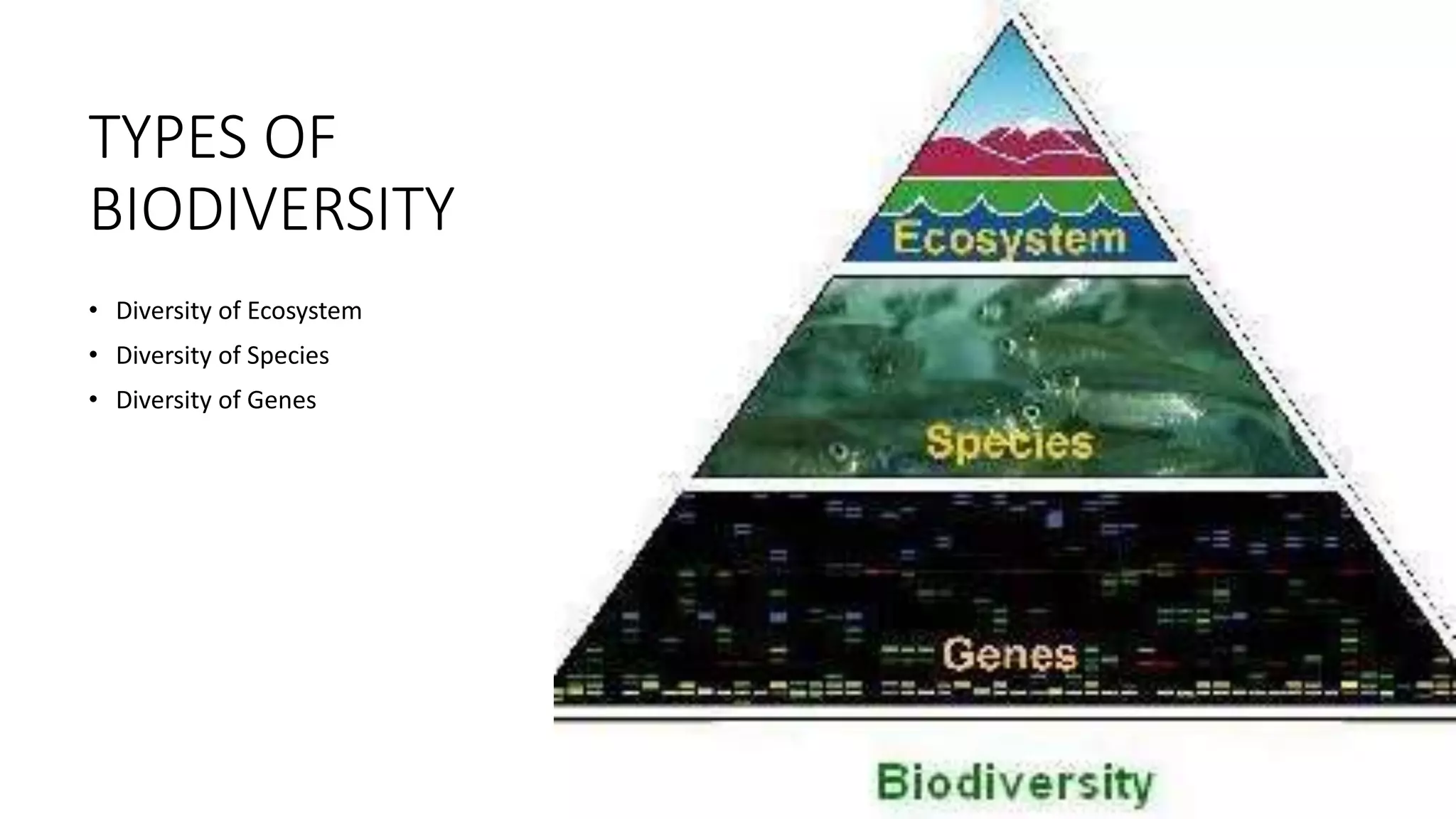 Biodiversity | PPTX