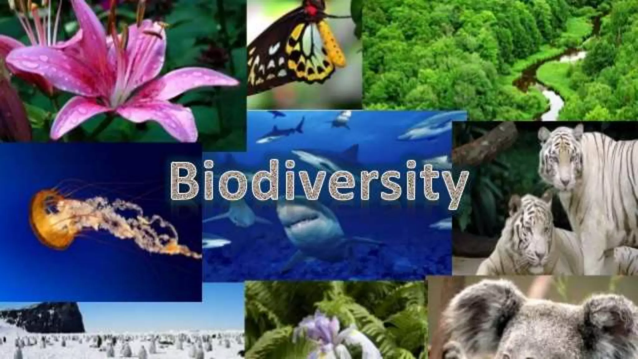 Biodiversity | PPT