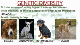 Genetic Diversity Examples