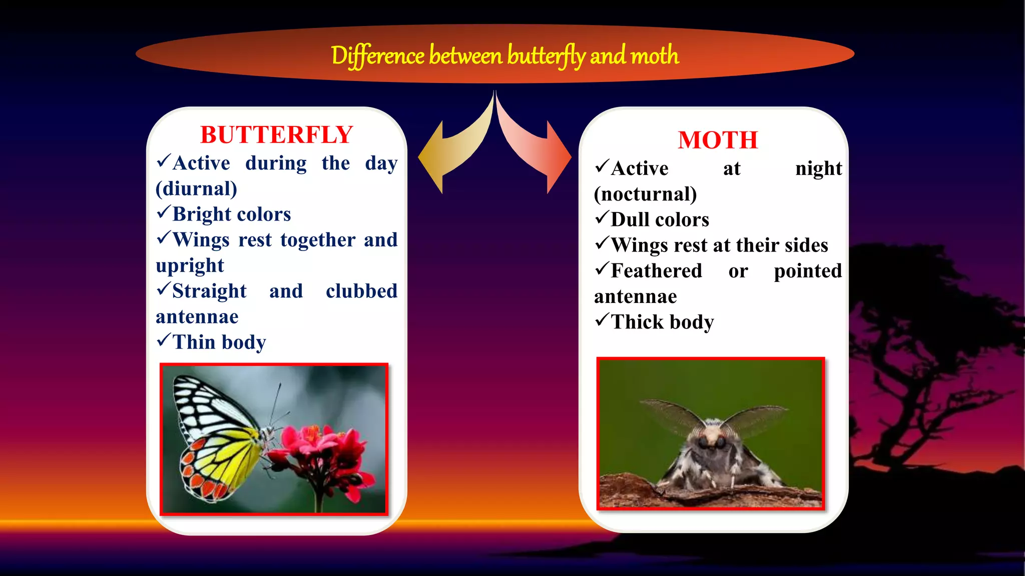 Biodiversity and conservation of butterflies, Insects | PPTX