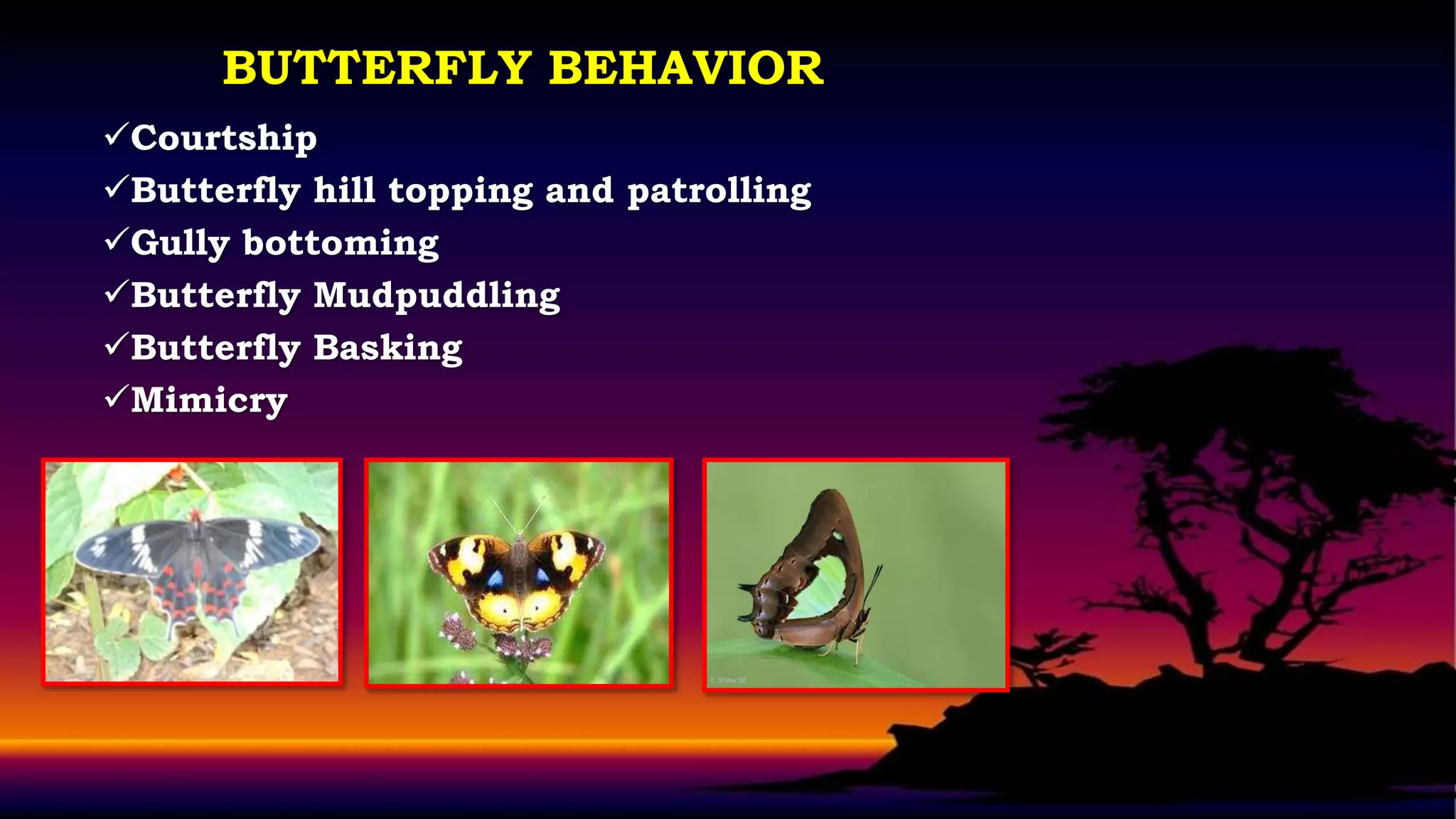 Biodiversity and conservation of butterflies, Insects | PPTX