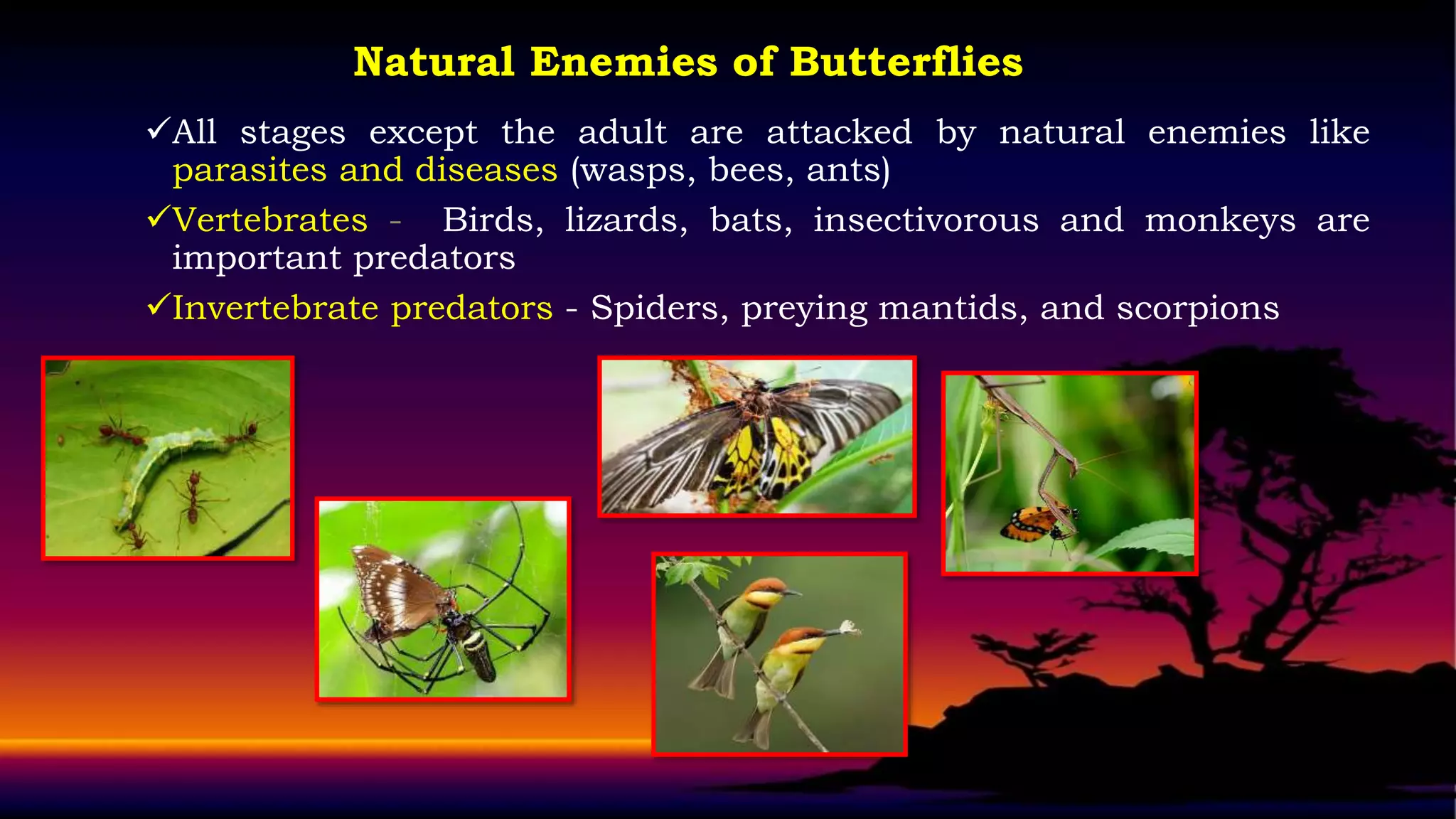 Biodiversity and conservation of butterflies, Insects | PPTX