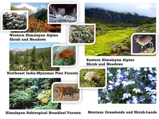 Biodiversity - The Natural Wonder | PPSX