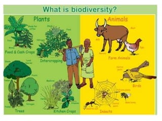 Biodiversity | PPTX
