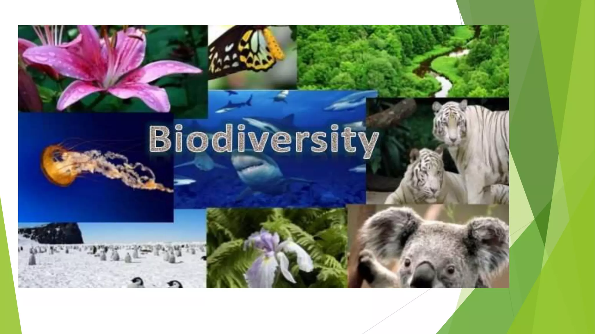 Biodiversity.pptx