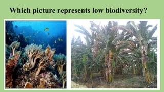 BIODIVERSITY.pptx