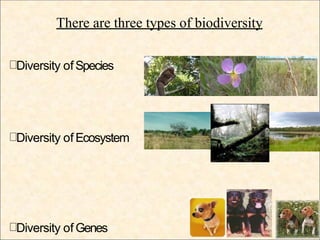 biodiversity.pptx