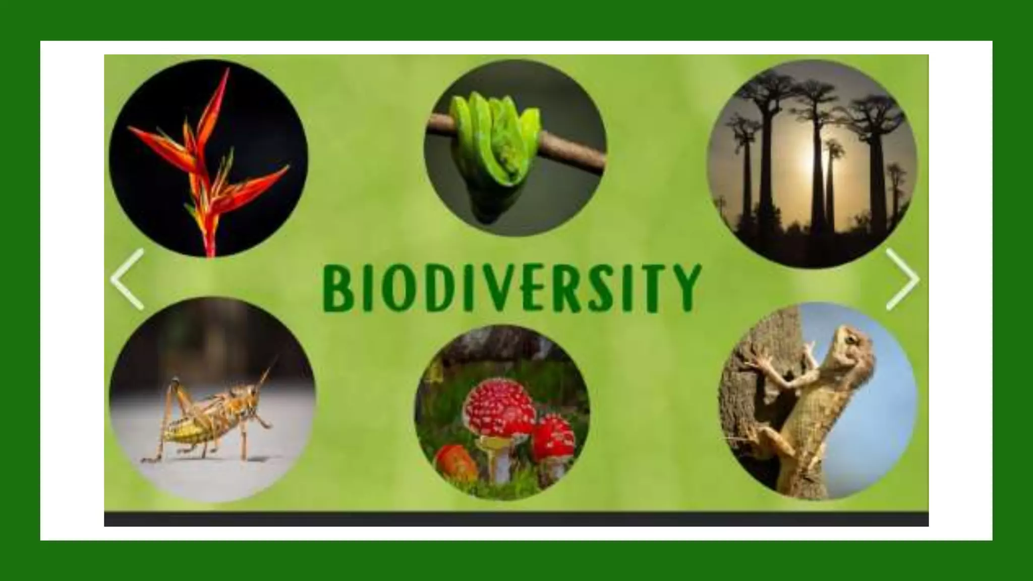BIODIVERSITY.pptx