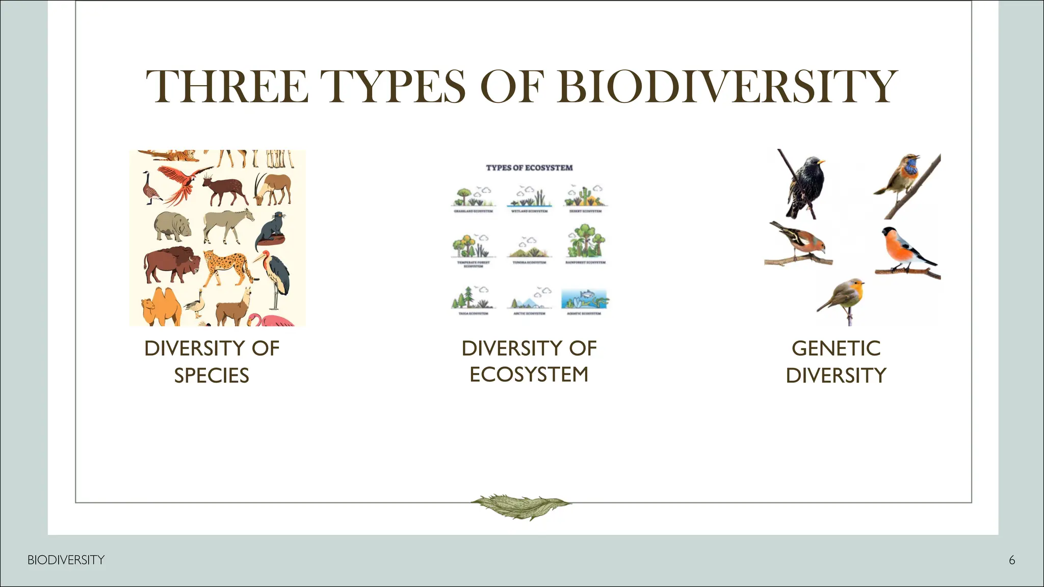 BIODIVERSITY, its types, definition, advantages.pdf