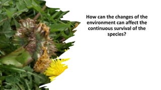 BIODIVERSITY...................................................... | PPTX