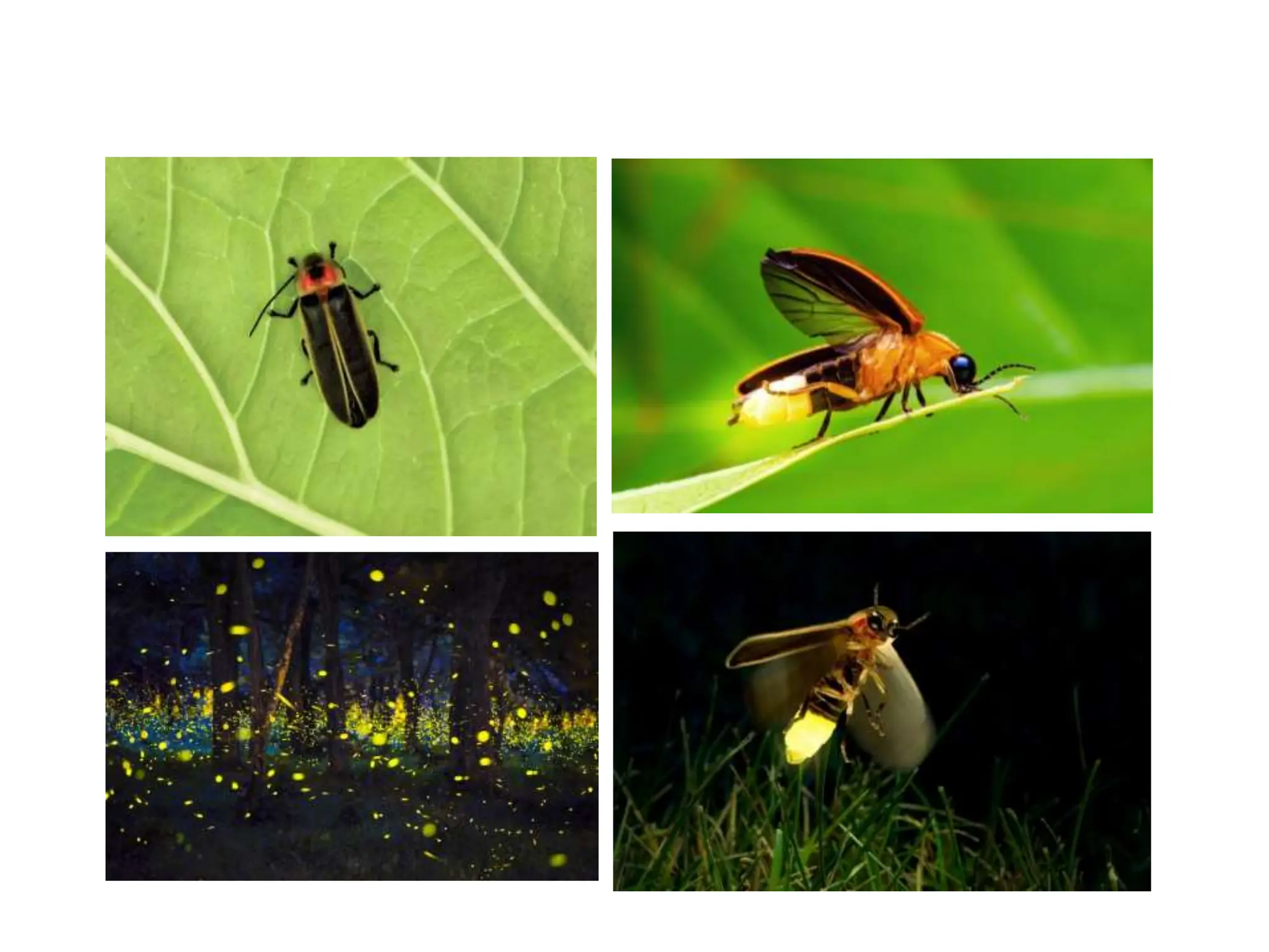 Biodiversity related to birds species.pptx