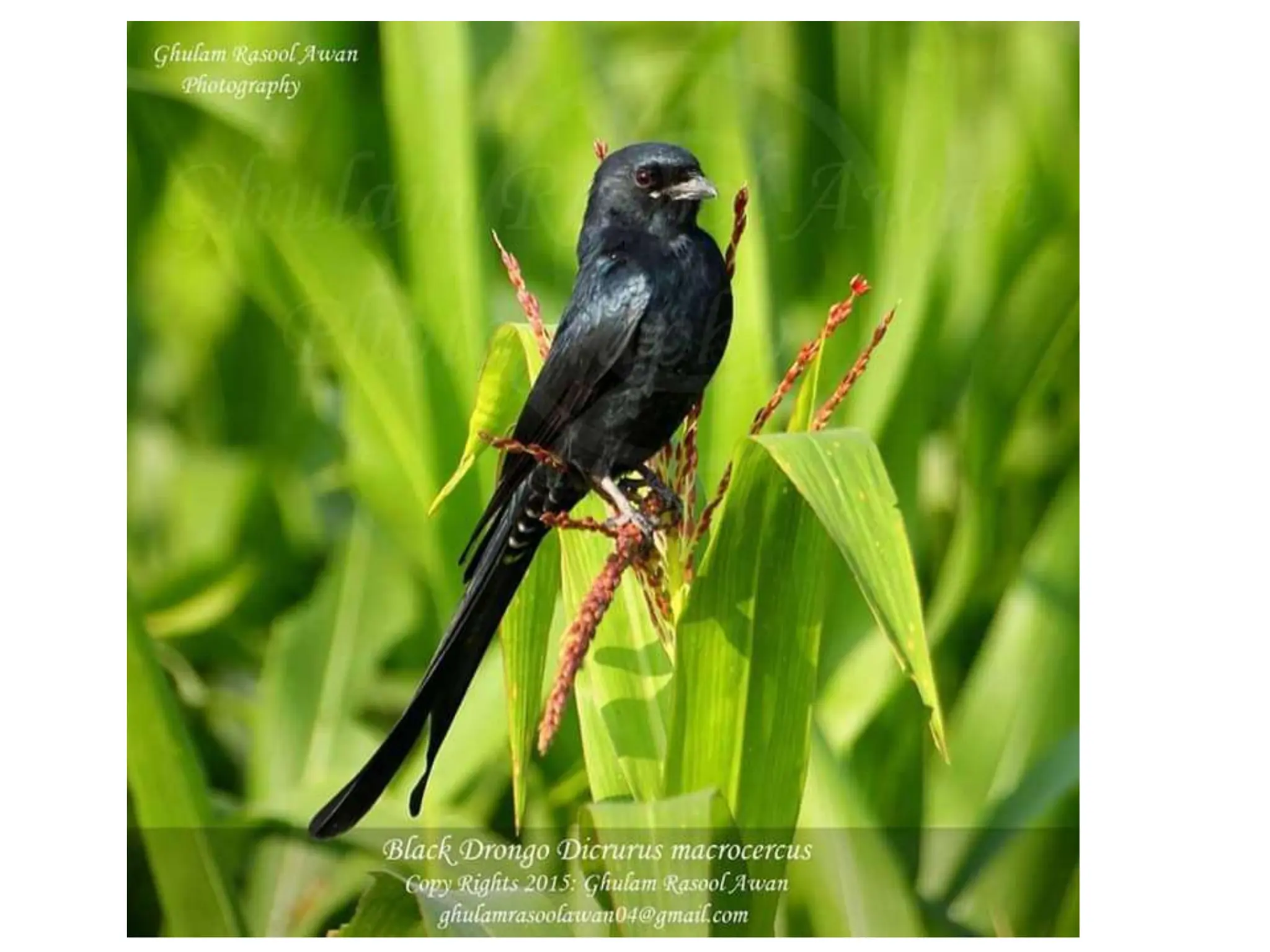 Biodiversity related to birds species.pptx