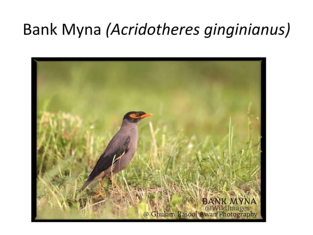 Biodiversity related to birds species.pptx