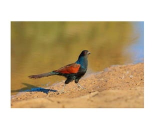 Biodiversity related to birds species.pptx