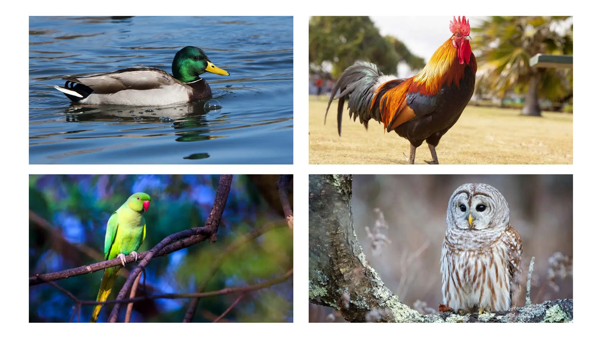 BIODIVERSITY SCIENCE GRADE 9 LESON .pptx