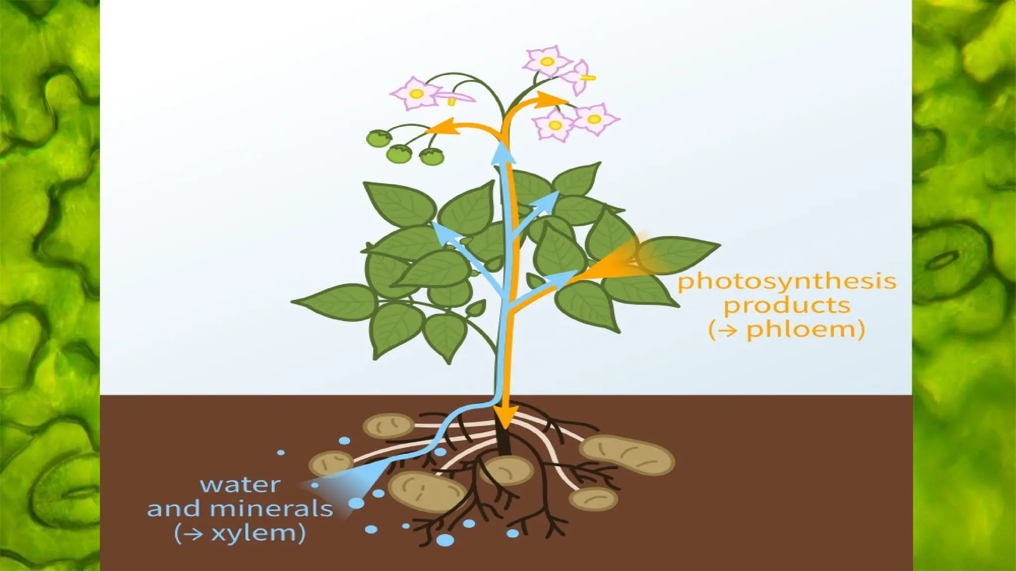 BIODIVERSITY SCIENCE GRADE 9 LESON .pptx