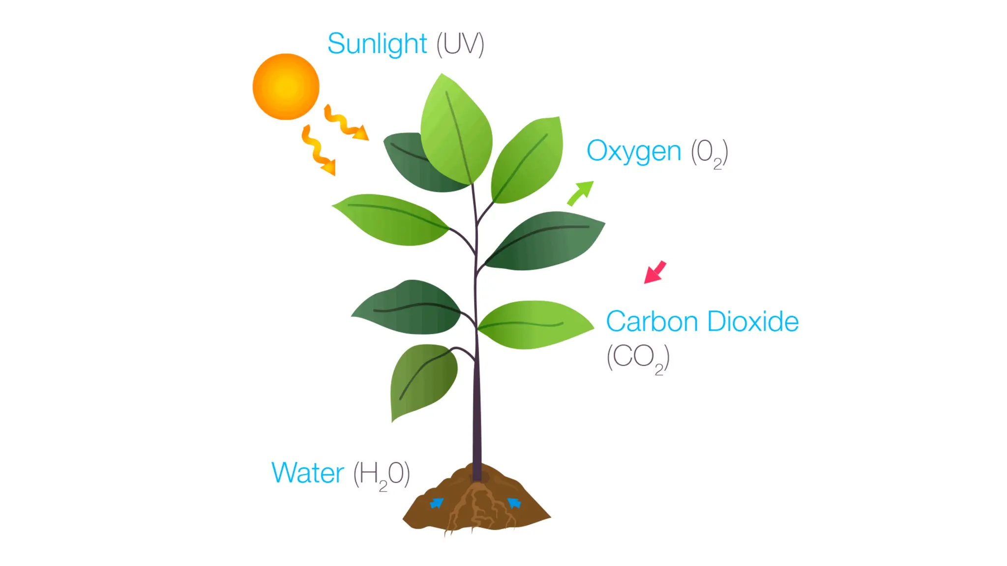 BIODIVERSITY SCIENCE GRADE 9 LESON .pptx