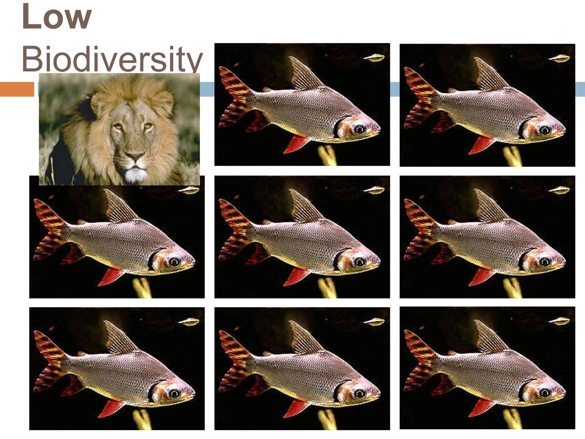 biodiversity-and-ecosystem-stability.ppt