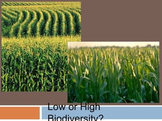 biodiversity-and-ecosystem-stability.ppt