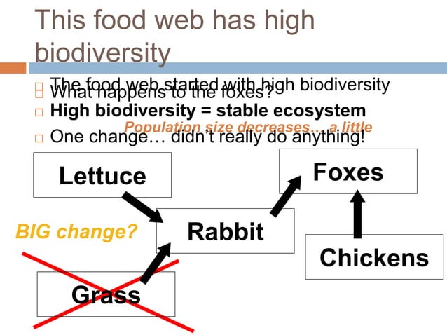 biodiversity-and-ecosystem-stability.ppt