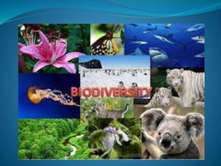 Biodiversity - Basics | PPTX | Geography | Science