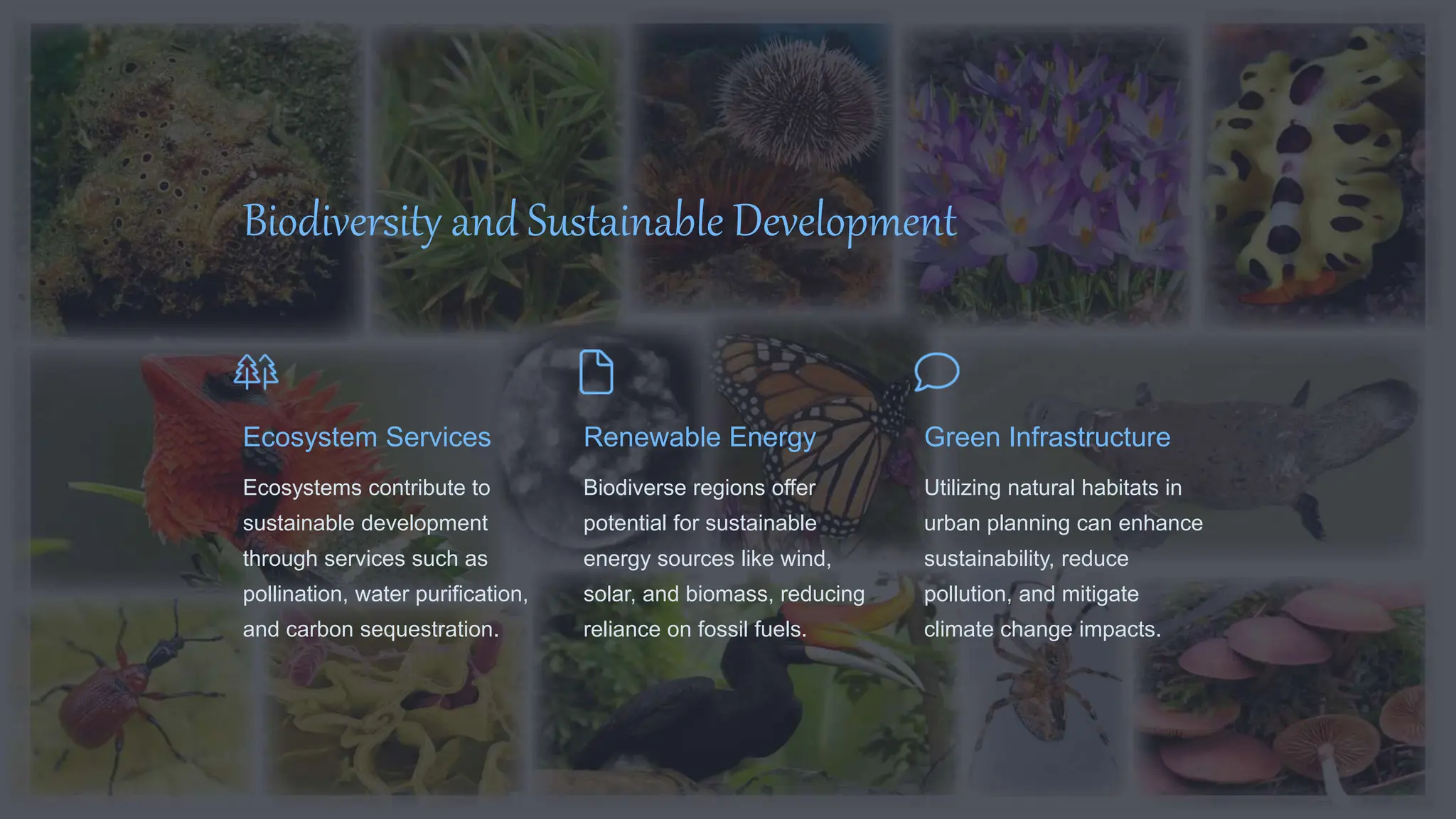 Biodiversity , type of biodiversity , important ance of biodiversity ...