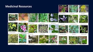 Biodiversity concepts, levels and values | PPTX