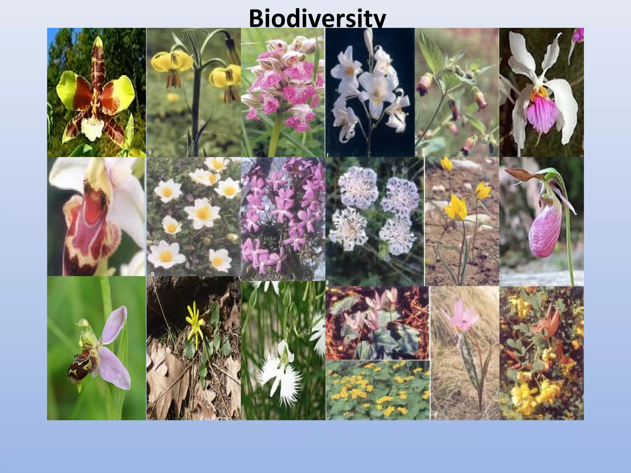 Biodiversity - Ecosystem | PPT