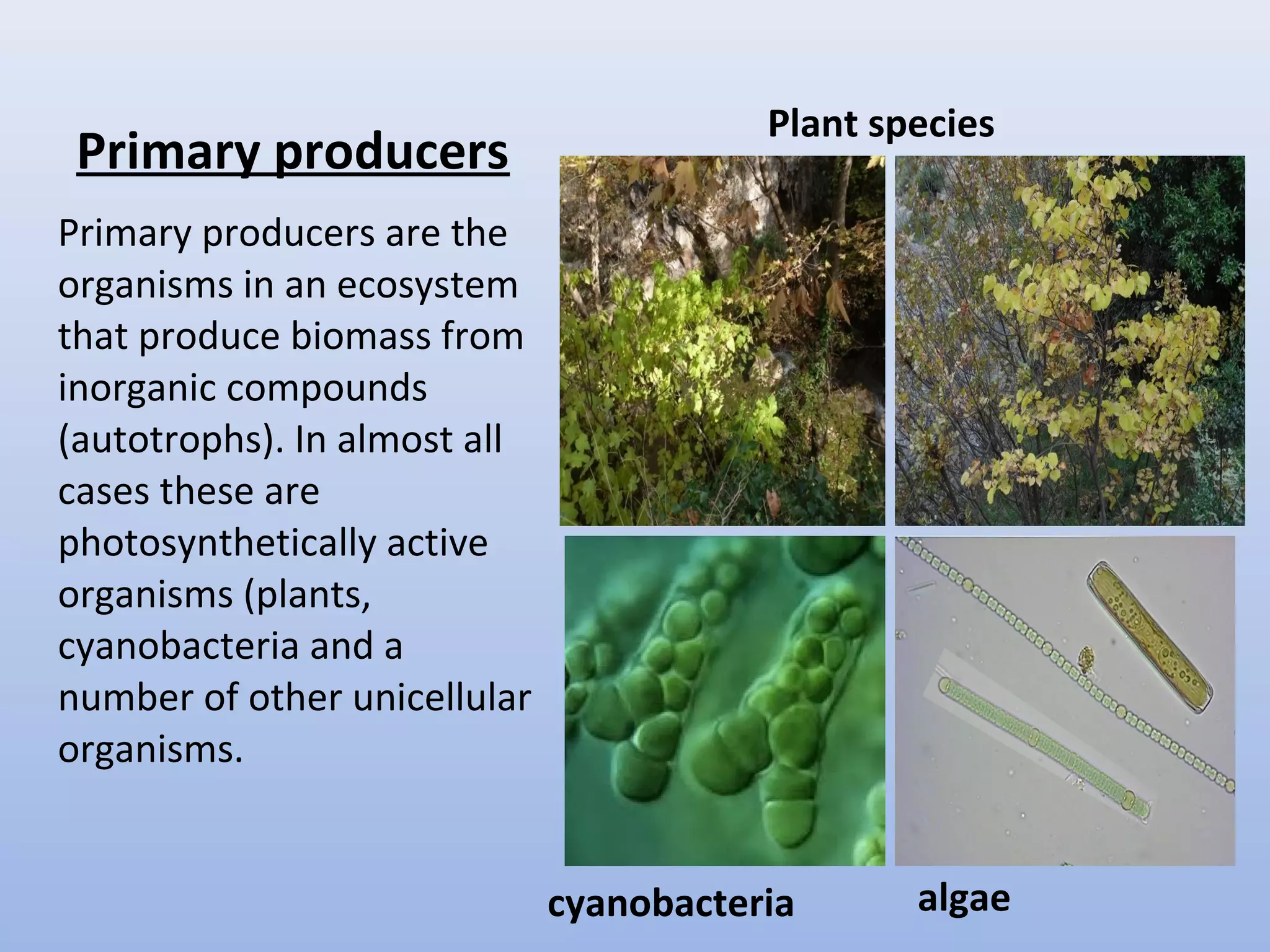 Biodiversity - Ecosystem | PPT