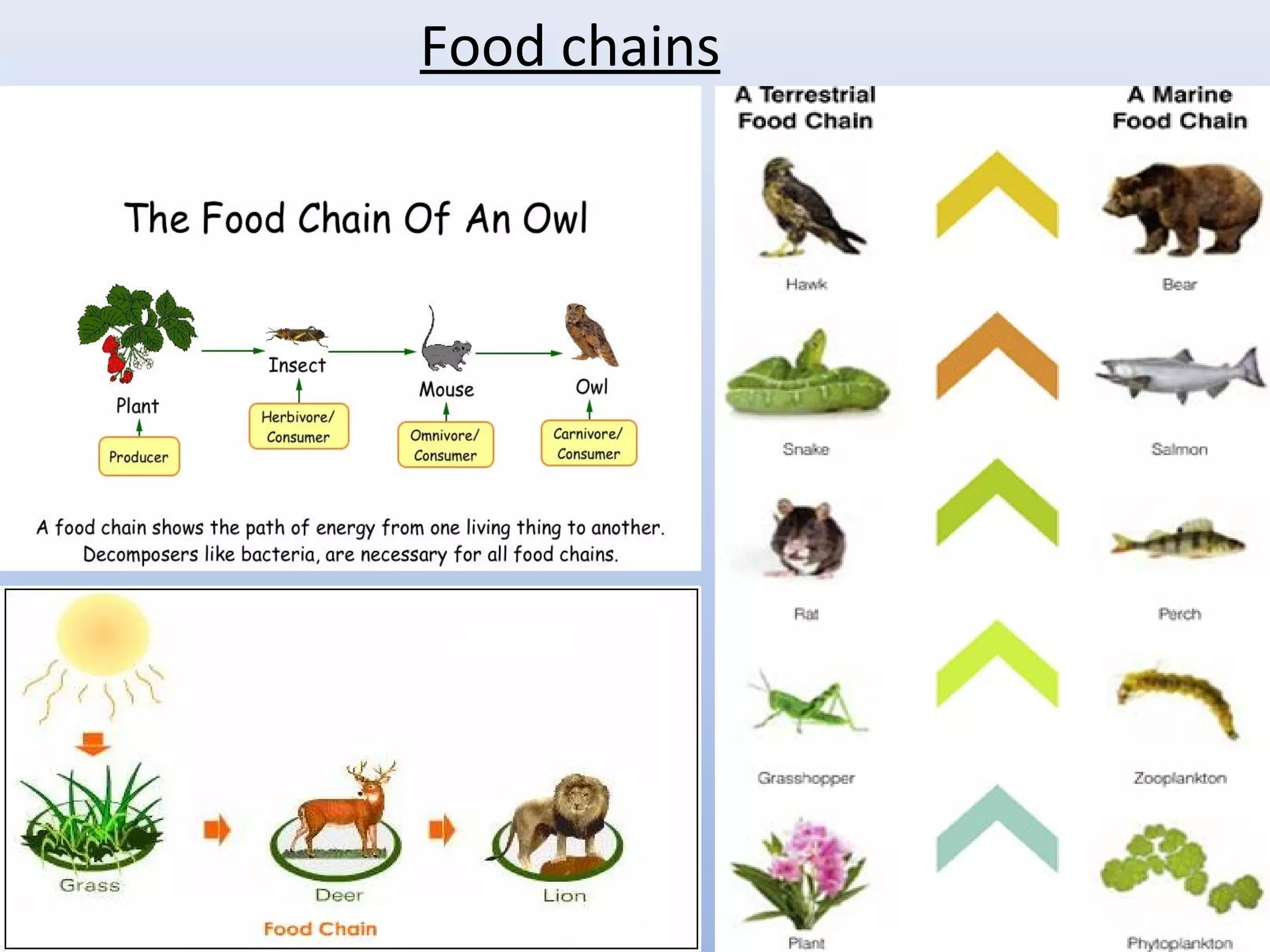 Biodiversity - Ecosystem | PPT