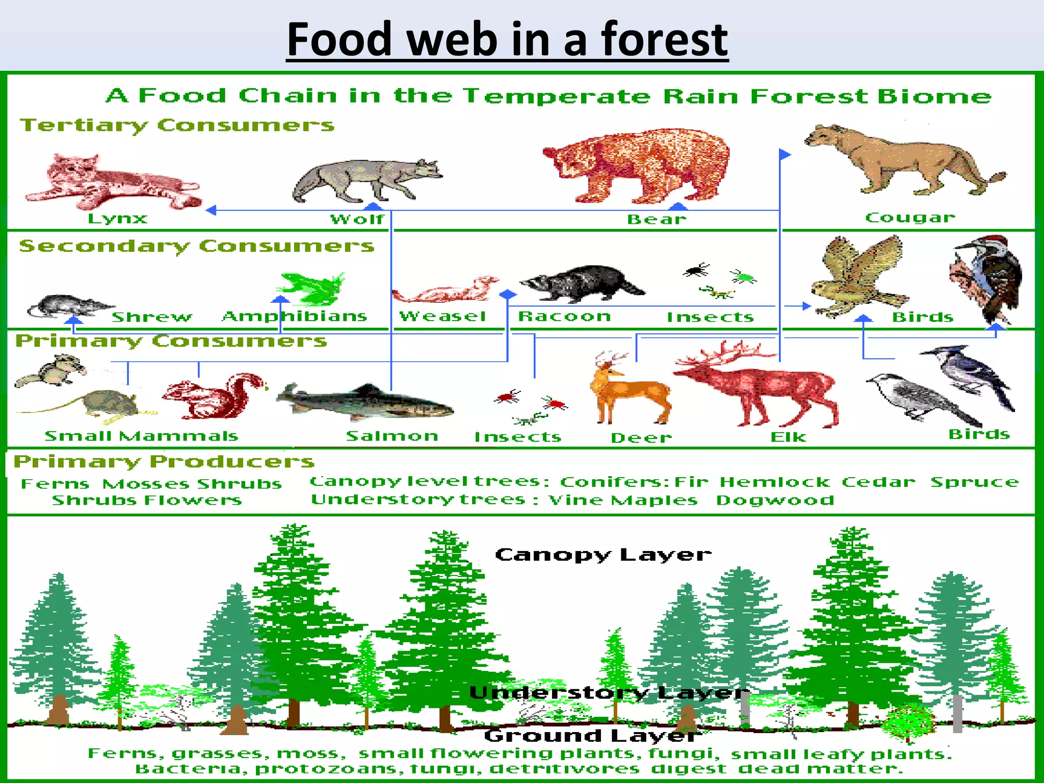 Biodiversity - Ecosystem | PPT