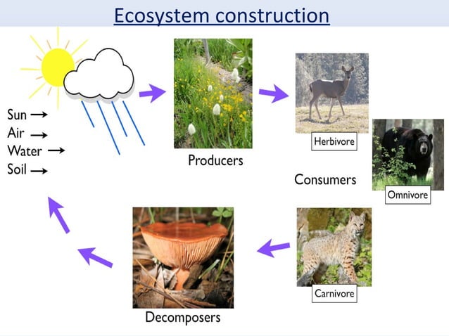 Biodiversity - Ecosystem | PPT
