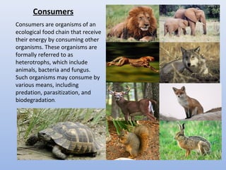 Biodiversity - Ecosystem | PPT