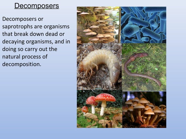 Biodiversity - Ecosystem | PPT
