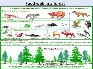 Biodiversity - Ecosystem | PPT