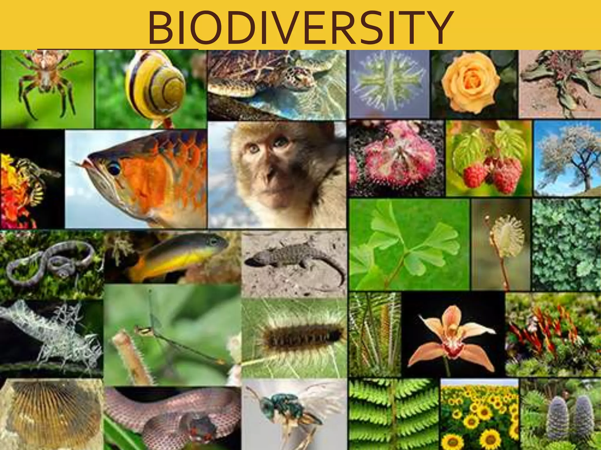 Biodiversity history,levels,estimate. | PPTX