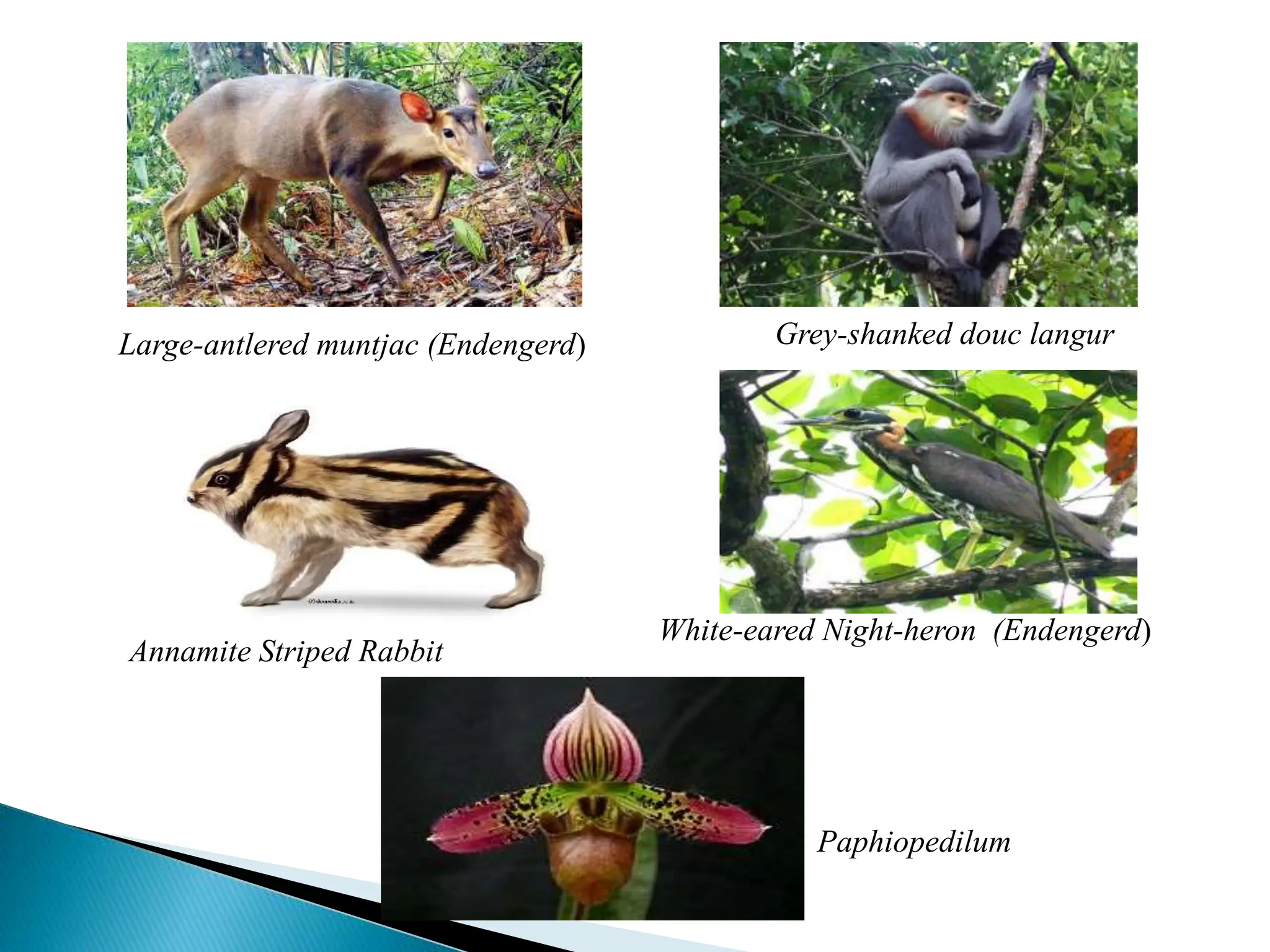 Biodiversity jkygvkHotspot in India.pptx