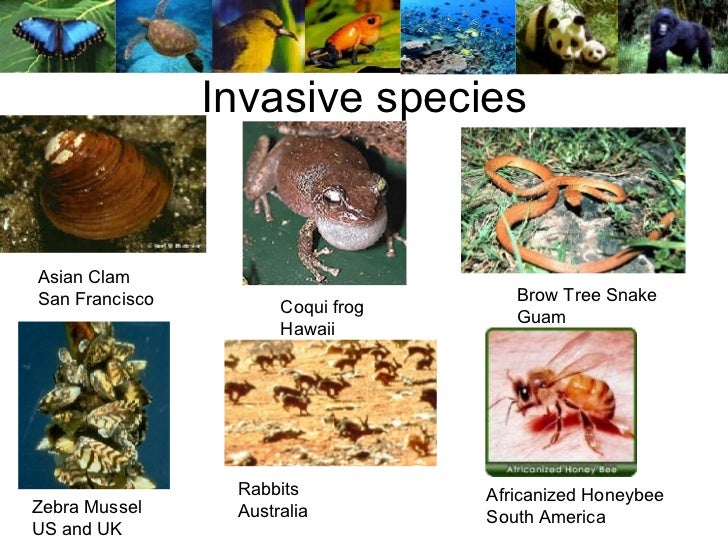 Introduced Species Examples