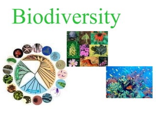 biodiversity -ppt.pptx