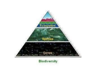biodiversity -ppt.pptx