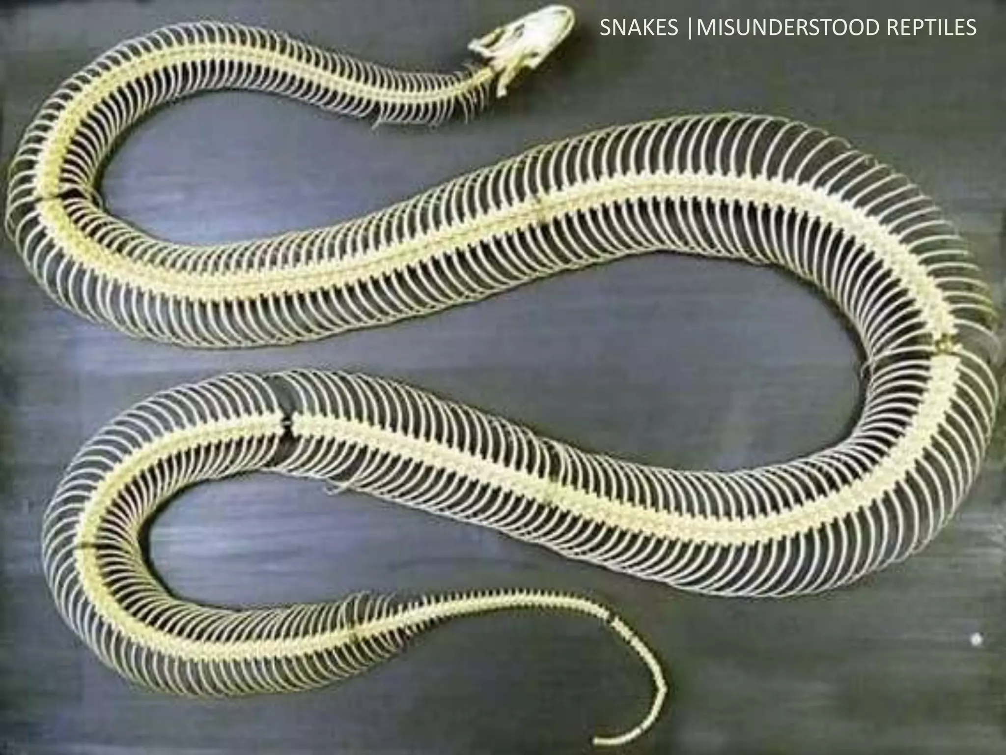 Snakes, Misunderstood Reptiles. | PPT