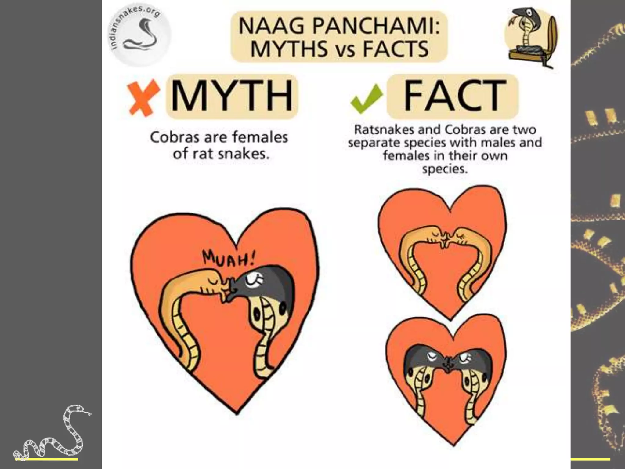 Snakes, Misunderstood Reptiles. | PPT