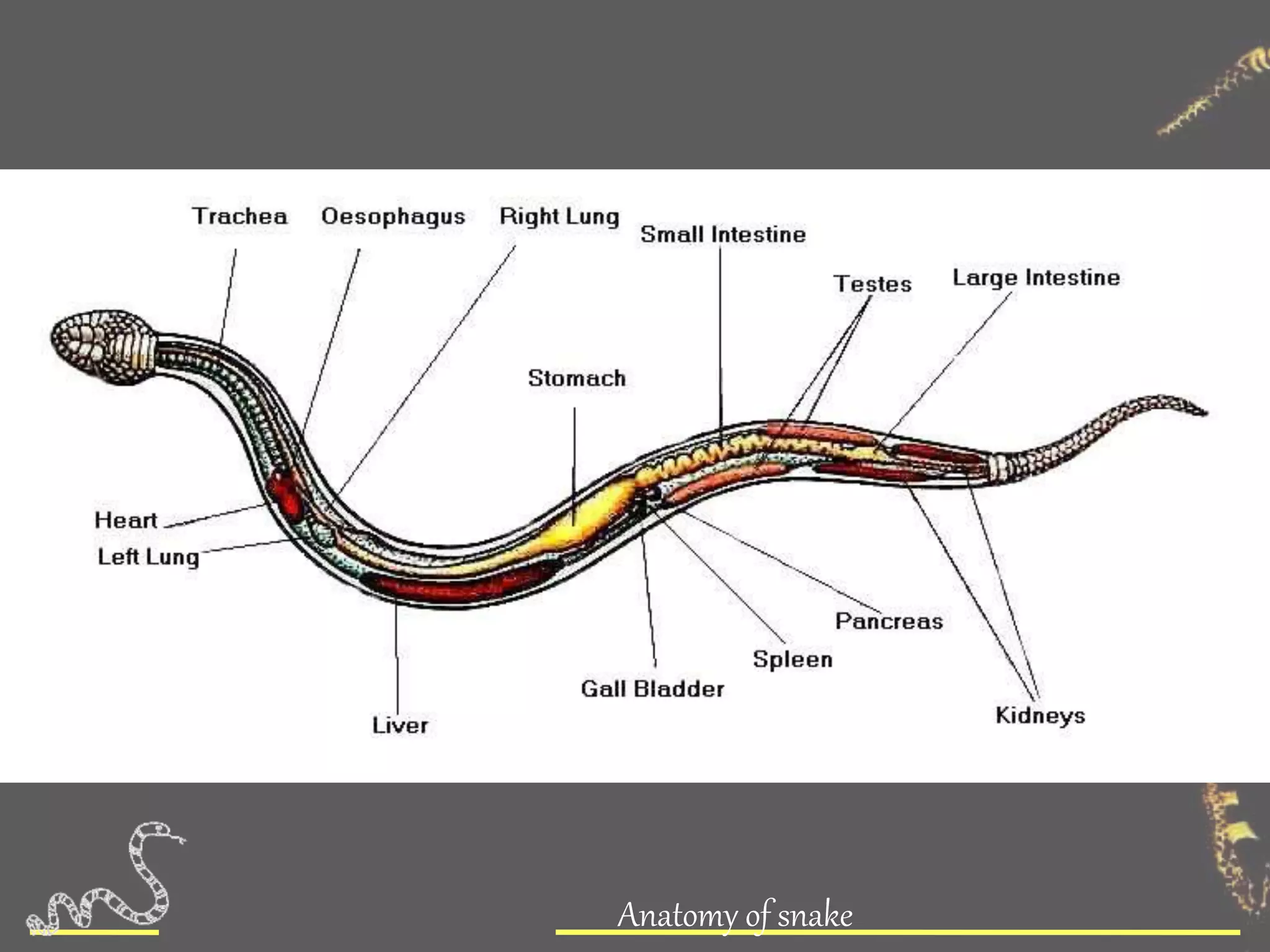 Snakes, Misunderstood Reptiles. | PPT