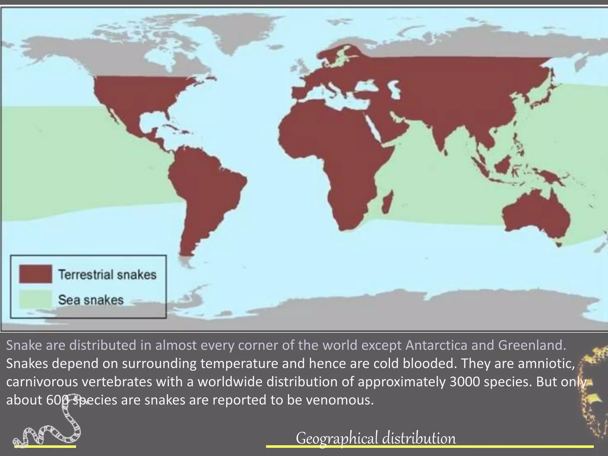 Snakes, Misunderstood Reptiles. | PPT