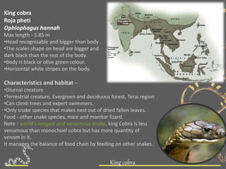 Snakes, Misunderstood Reptiles. | PPTX
