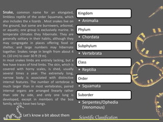 Snakes, Misunderstood Reptiles. | PPT