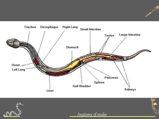 Snakes, Misunderstood Reptiles. | PPTX