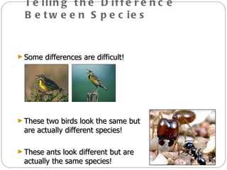 Biodiversity: Species, classification, importance | PPT