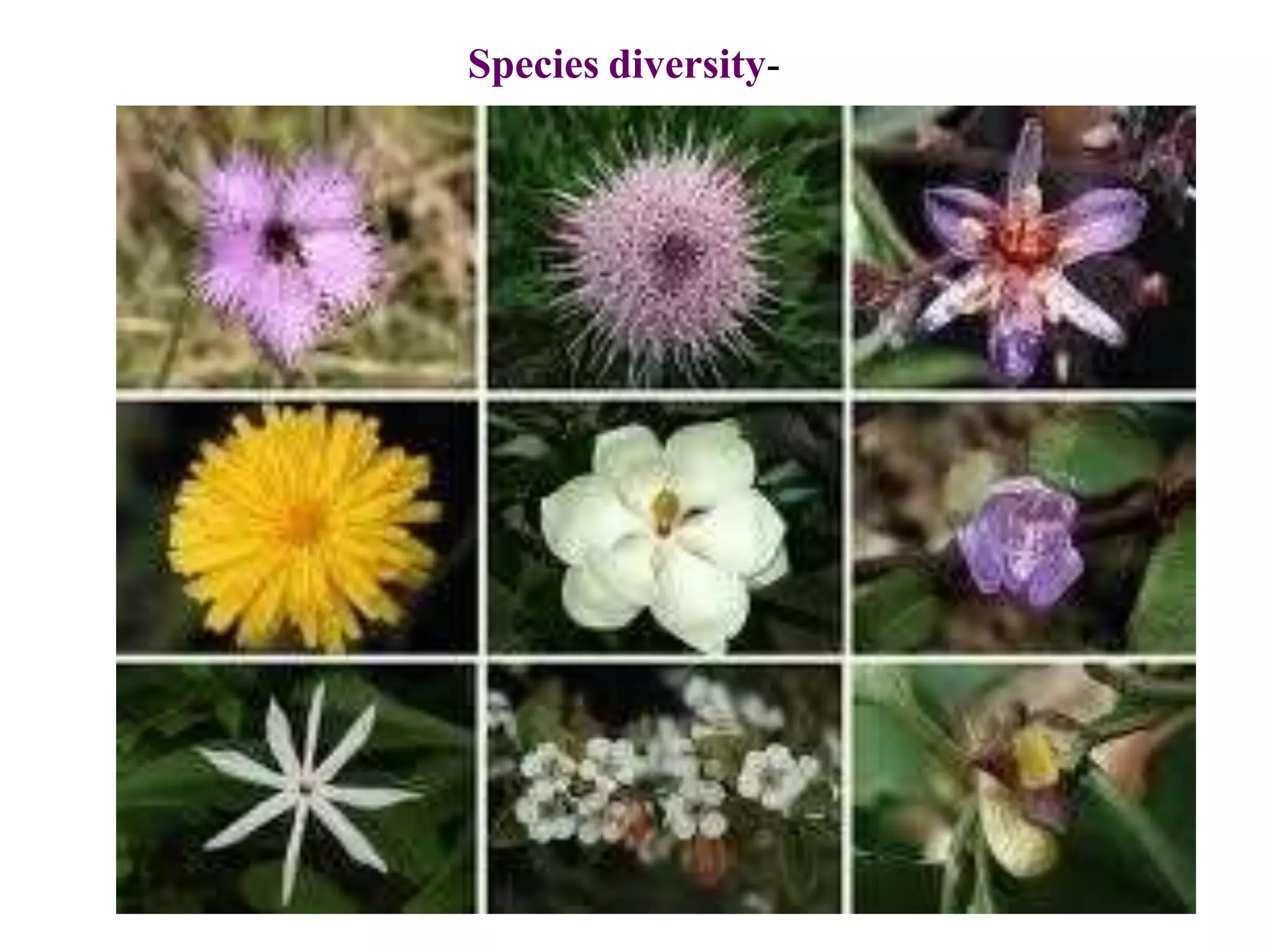 Biodiversity 1 | PPT